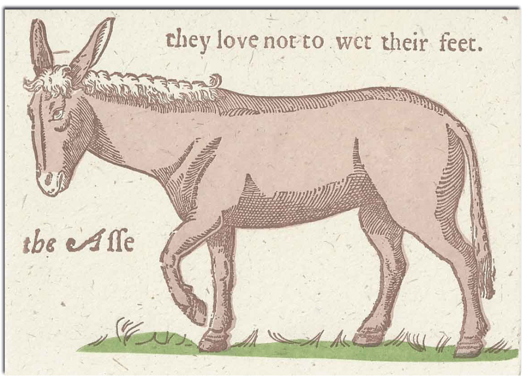 Donkey Note Card - First Folio Cards