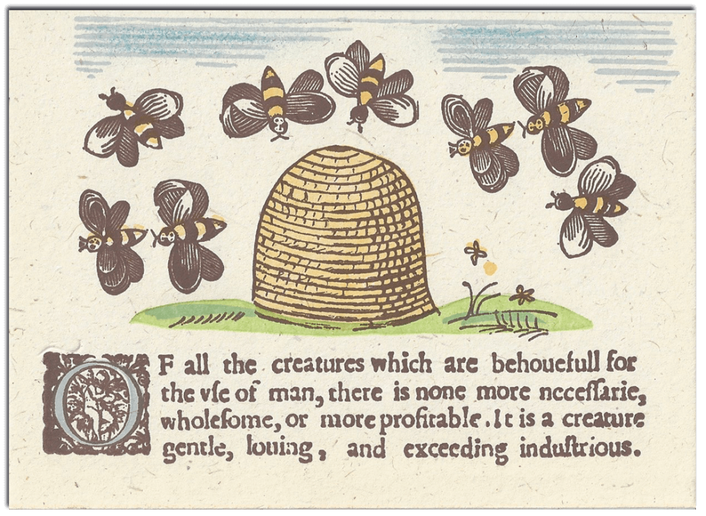Beautiful Bees Note Card - First Folio Cards