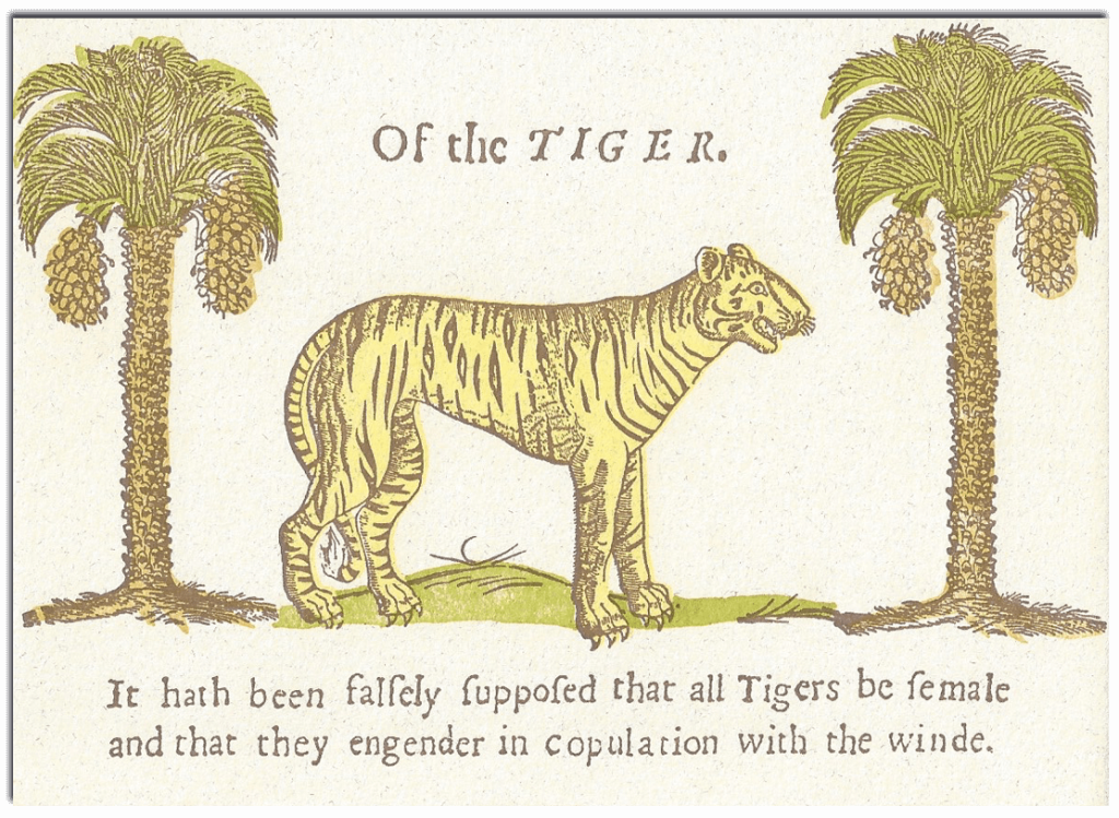 Of The Tiger Note Card - First Folio Cards